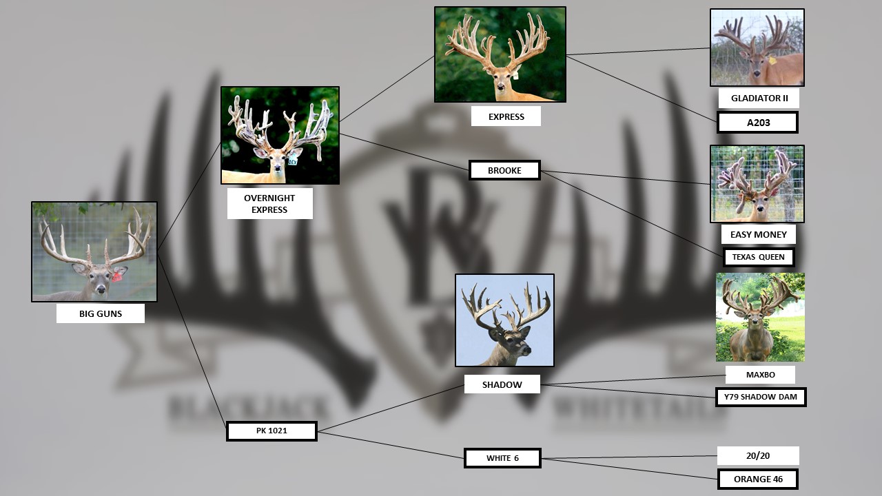 Impressive Bucks in South Texas Deer Breeding Operation