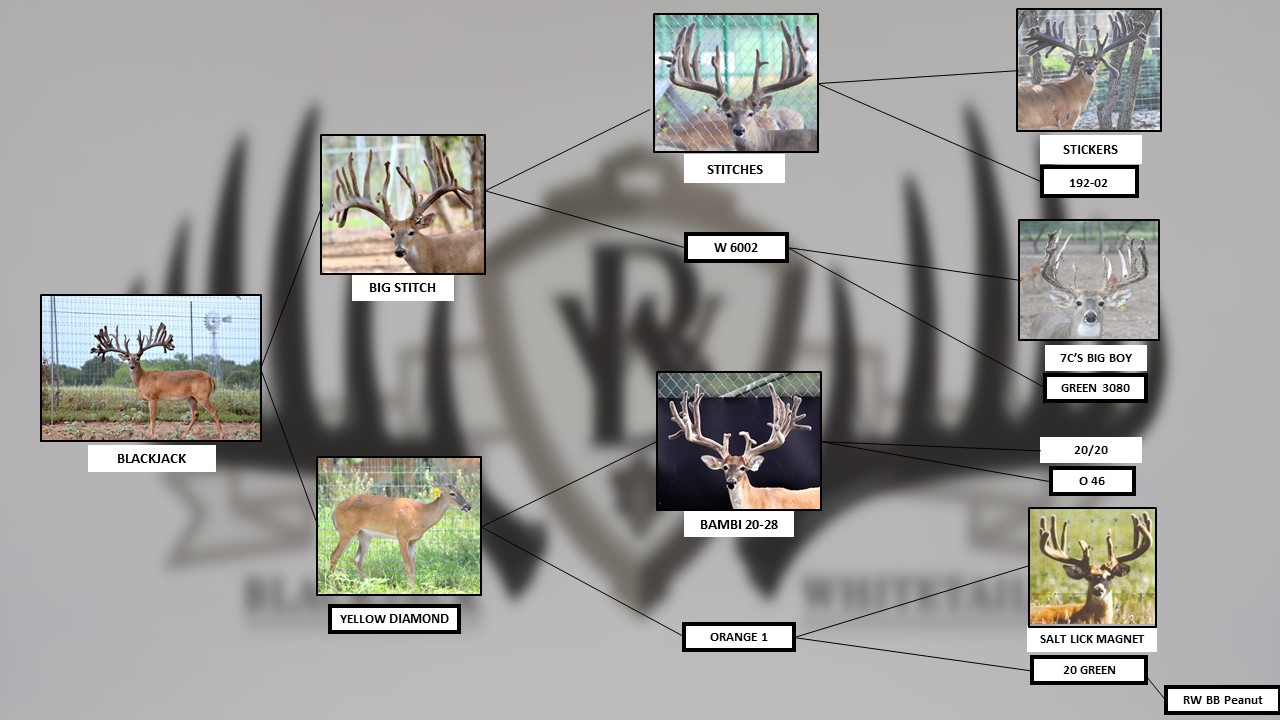 Impressive Bucks in South Texas Deer Breeding Operation