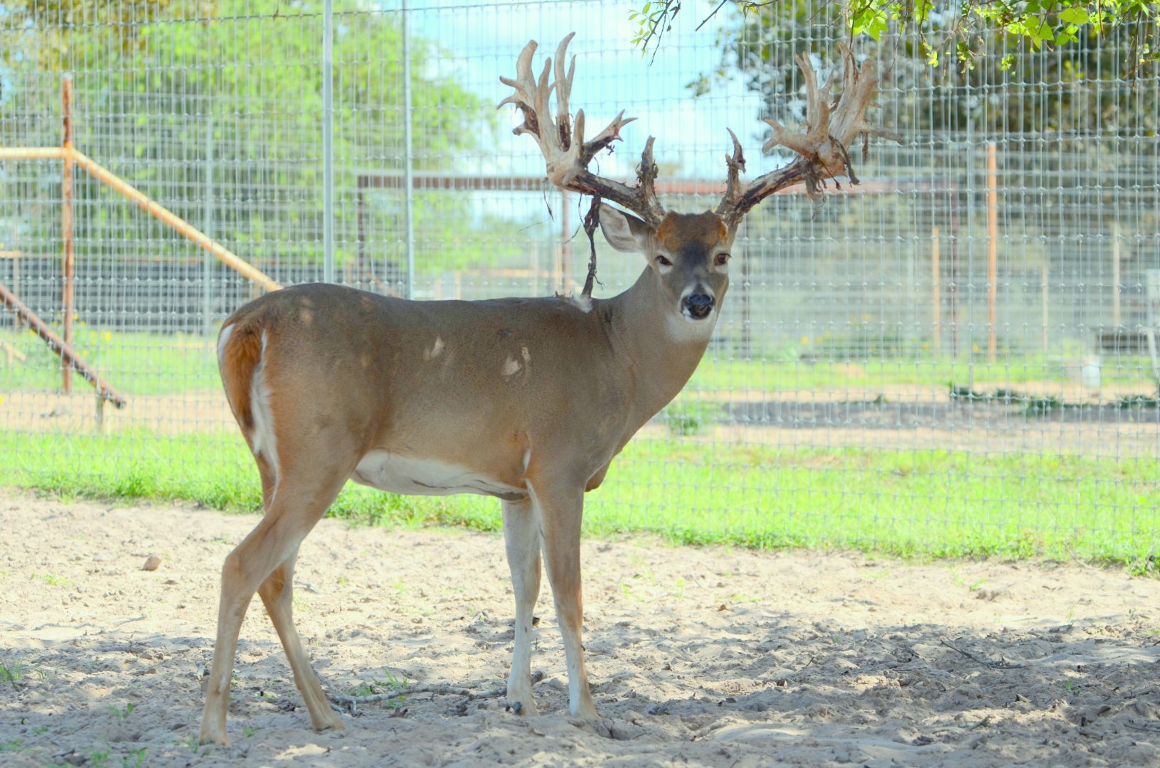 Impressive Bucks in South Texas Deer Breeding Operation
