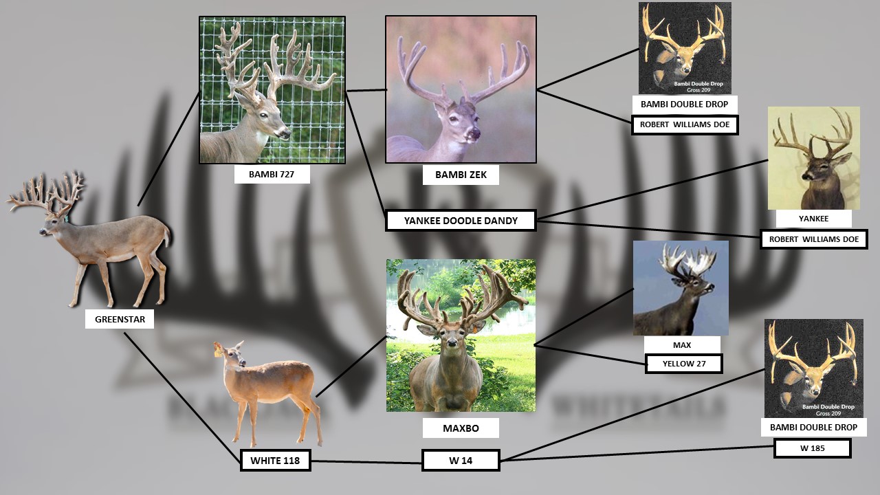 Impressive Bucks in South Texas Deer Breeding Operation