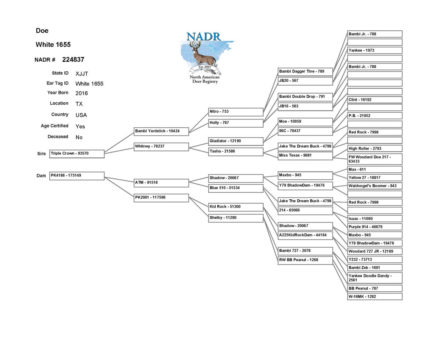 PINK 4186 OFFSPRING | Black Jack White Tails